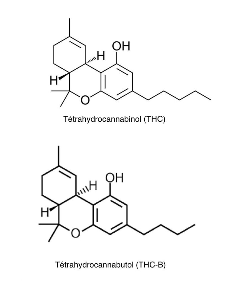 Discover THC-P's twin, THCB! - CBDOO.fr