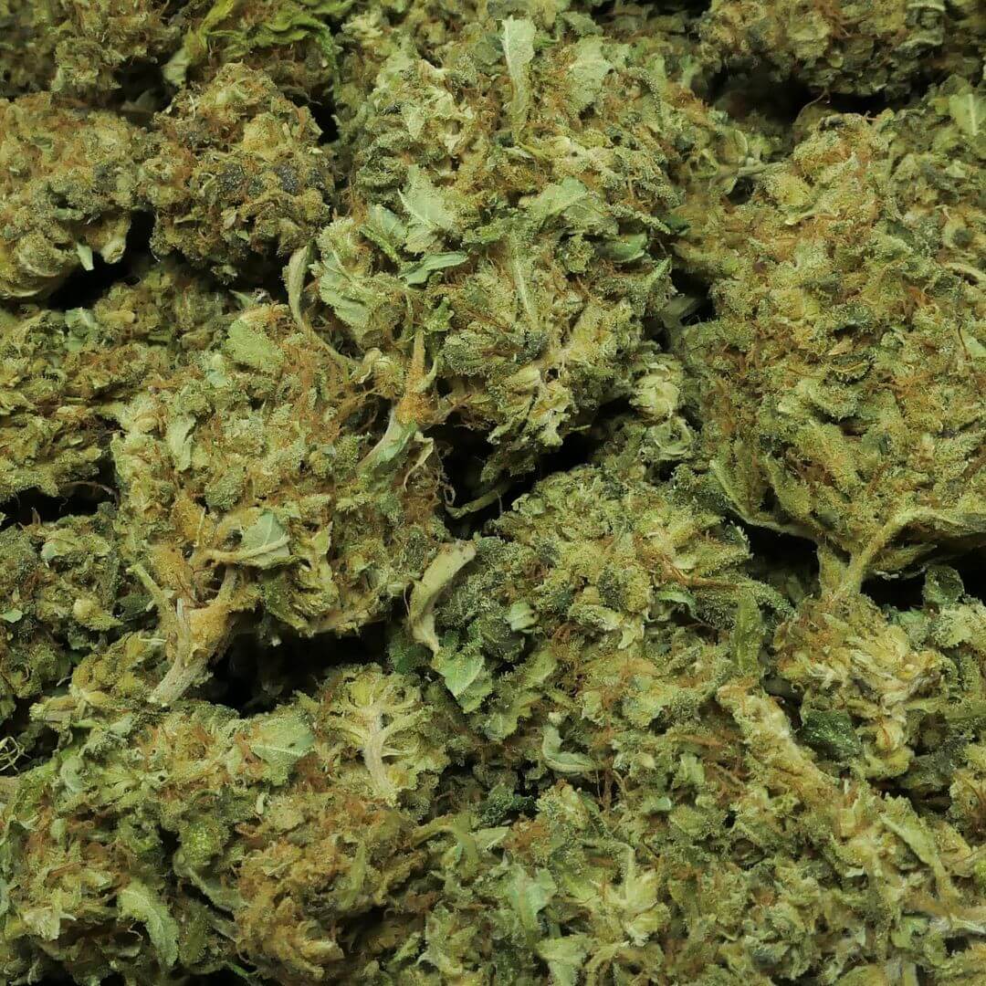 Lemon Haze - Fleur CBD sativa 20% - CBDOO.fr