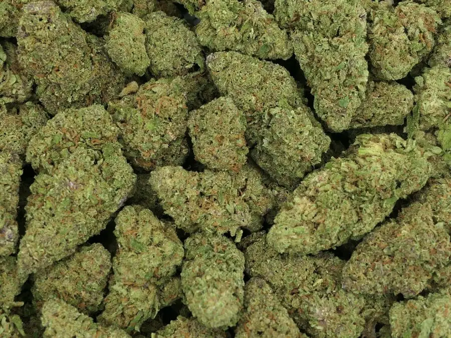 🎁 - QUEEN CALI HAZE (hydroponics) - Weed CBD hydroponics - CBDOO.com